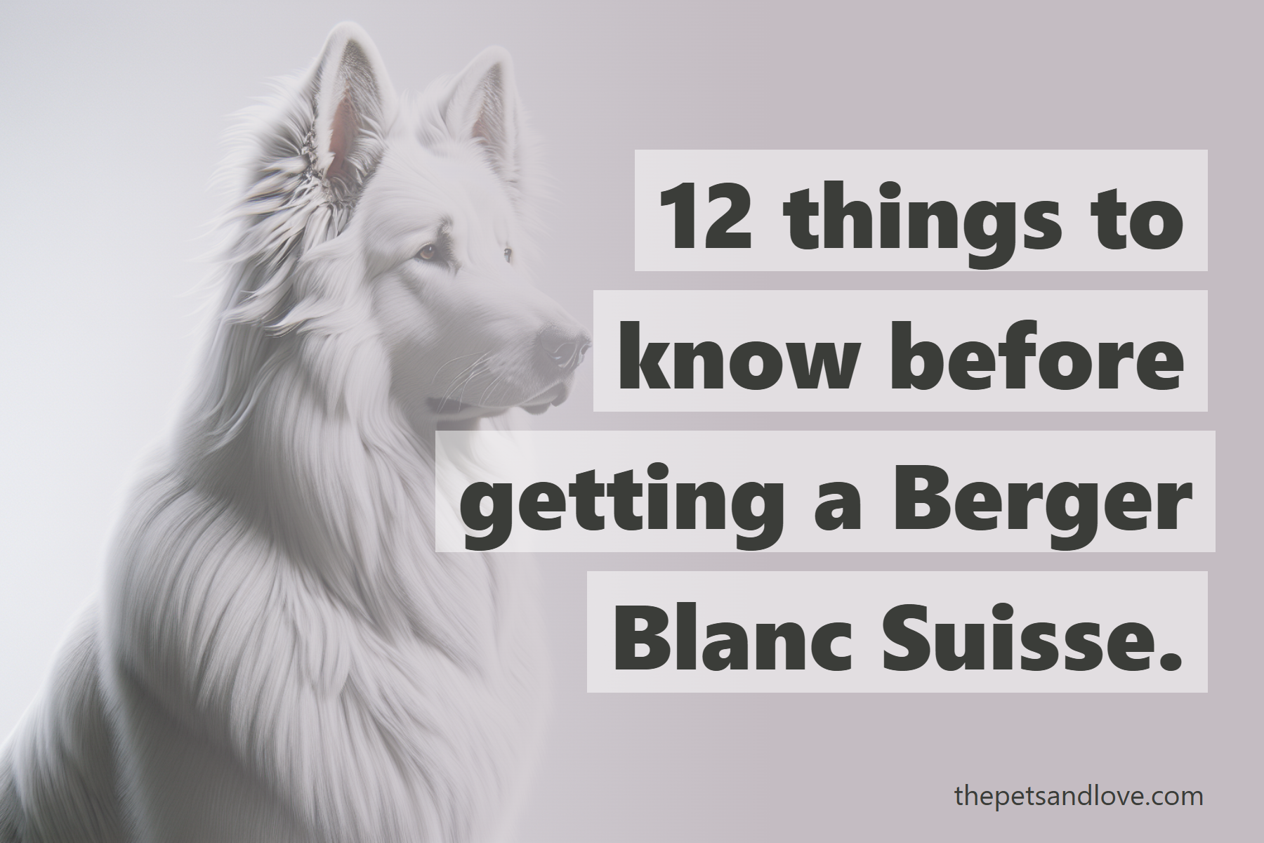 12 things to know before getting a Berger Blanc Suisse.