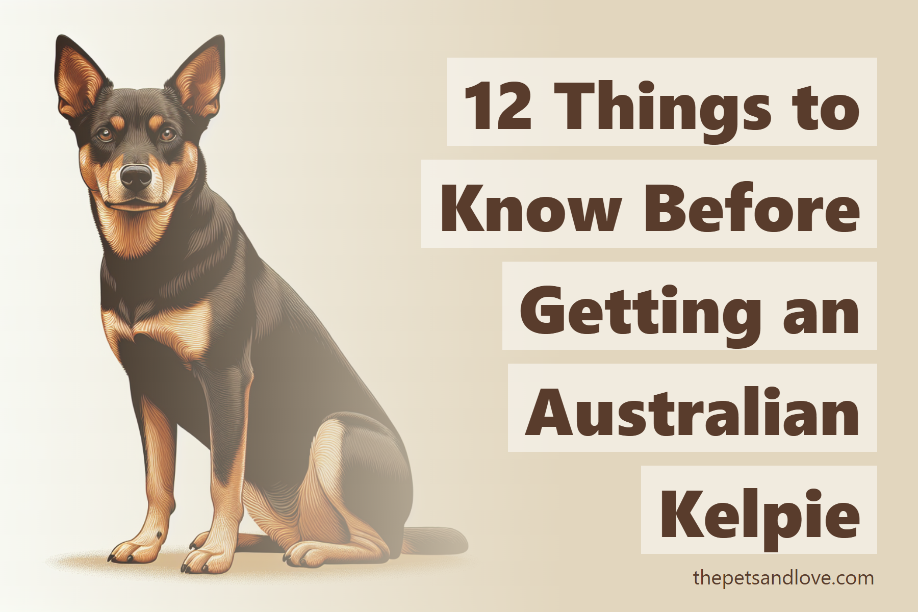 12 Things to Know Before Getting an Australian Kelpie