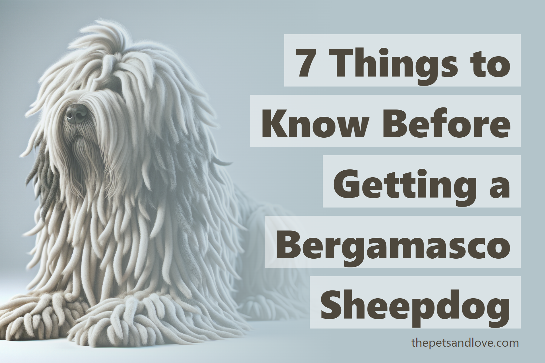 7 Things to Know Before Getting a Bergamasco Sheepdog