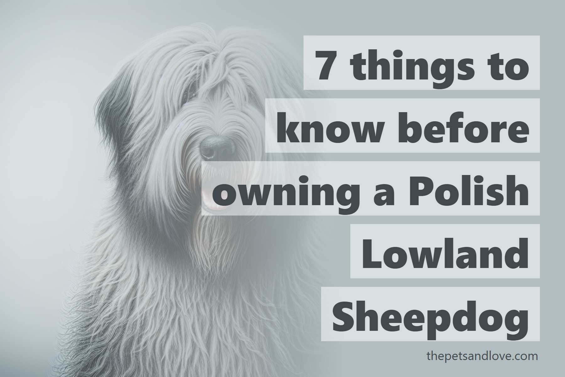 7 things to know before owning a Polish Lowland Sheepdog