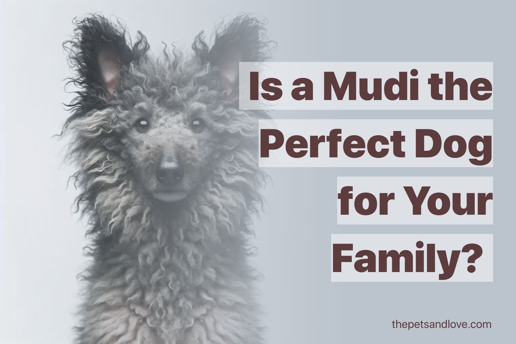 What to Think About Before Getting a Mudi Puppy