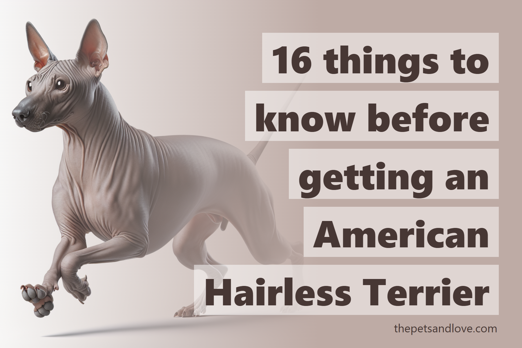 16 things to know before getting an American Hairless Terrier
