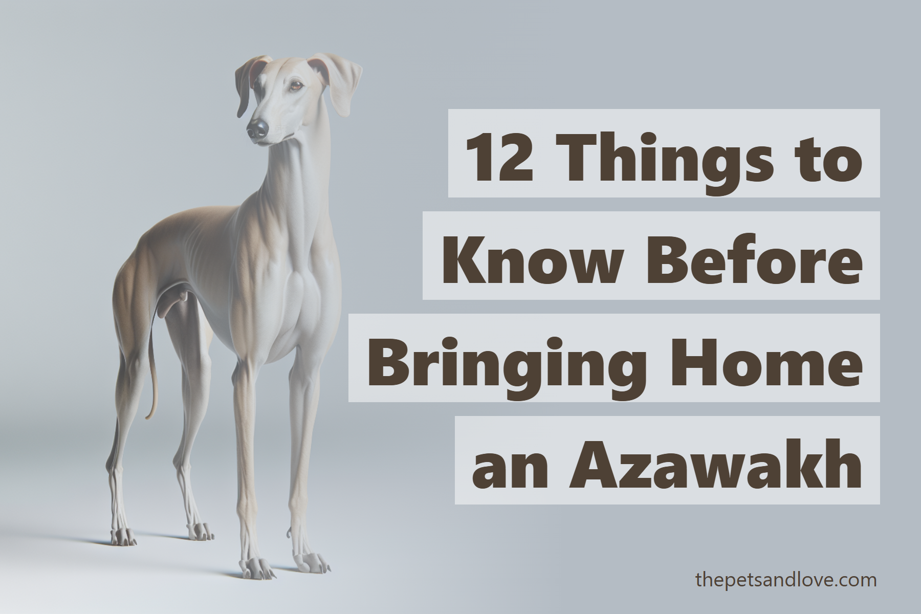 12 Things to Know Before Bringing Home an Azawakh