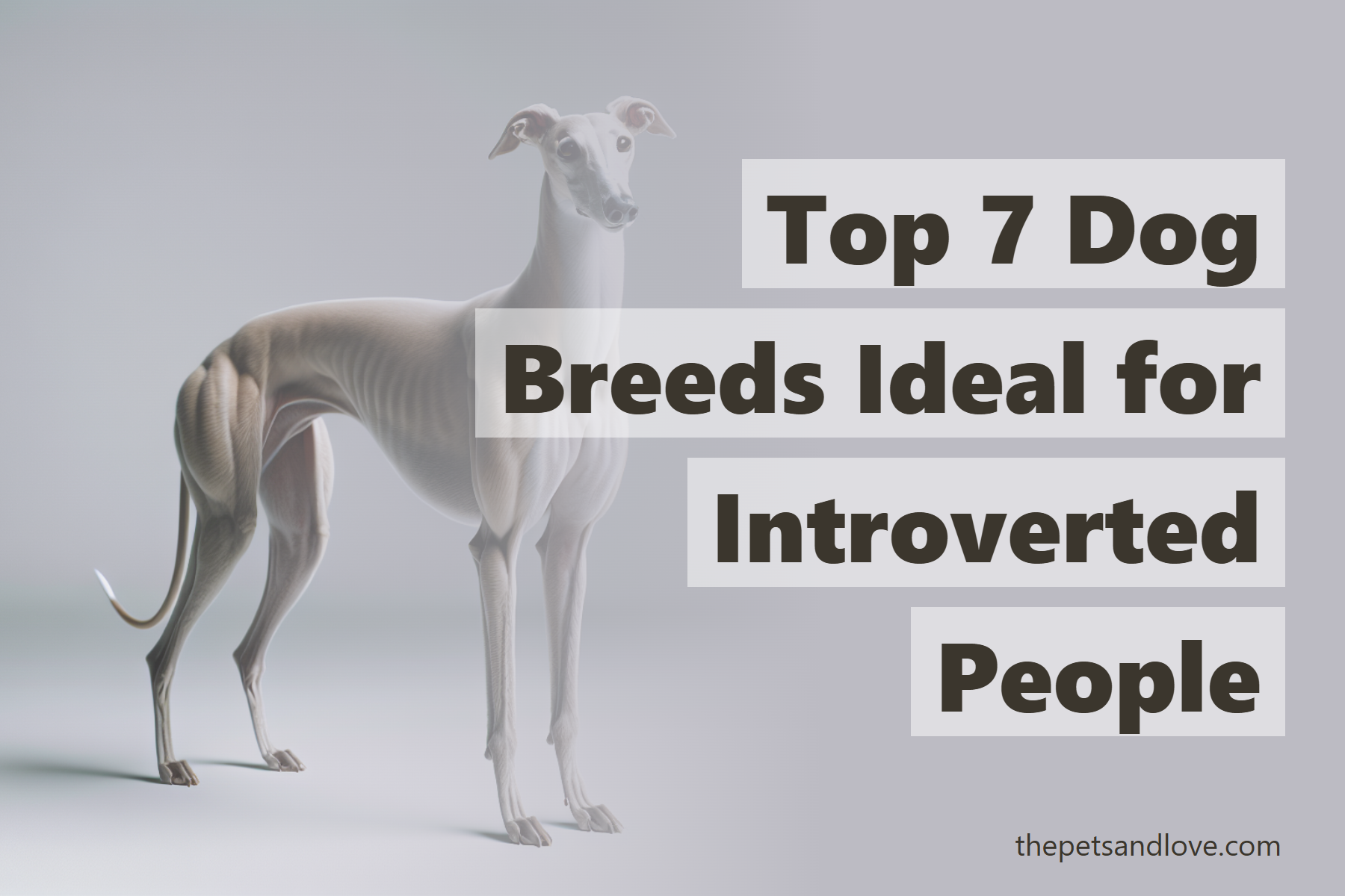 Top 7 Dog Breeds Ideal for Introverted People