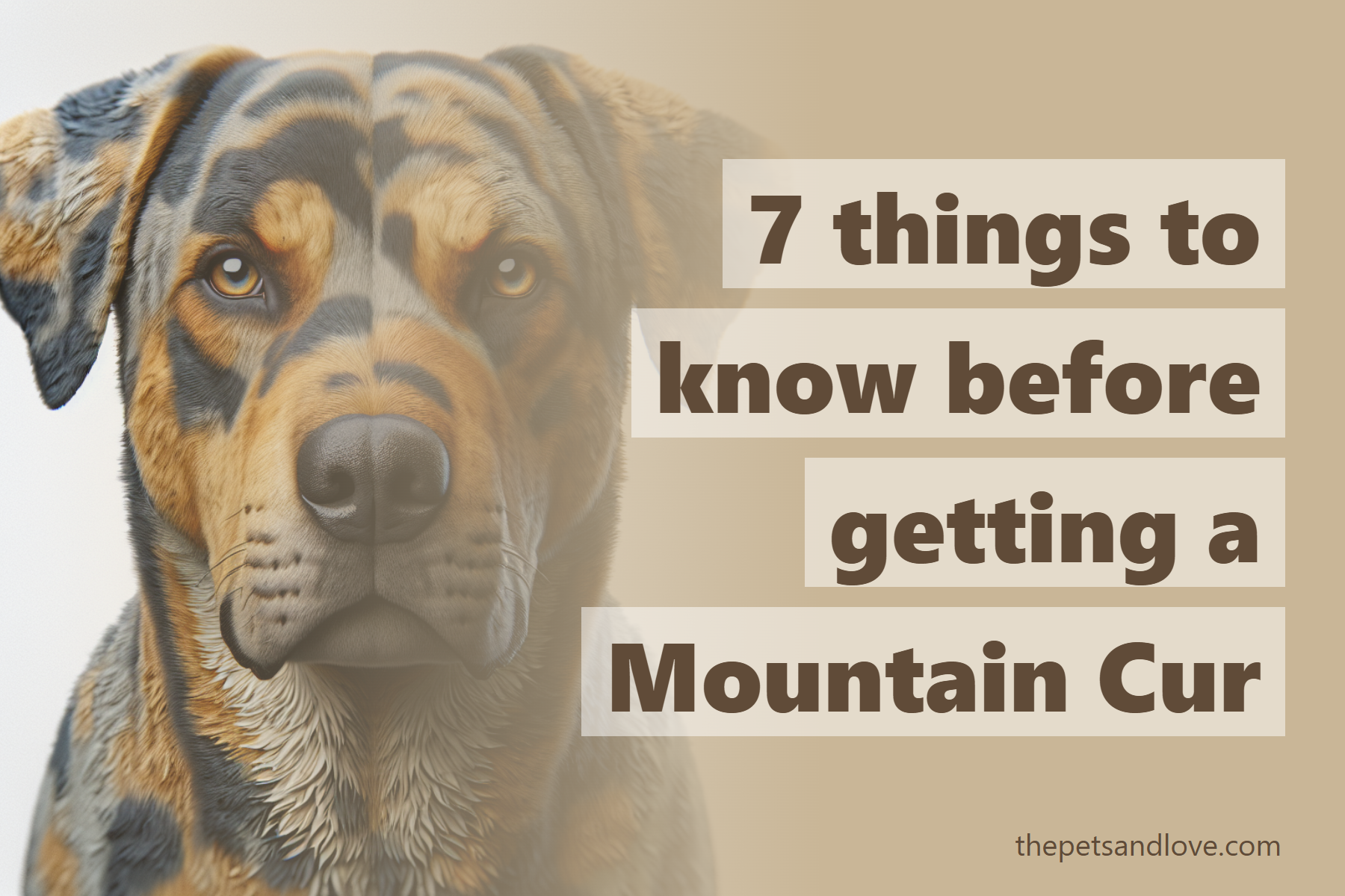 7 things to know before getting a Mountain Cur
