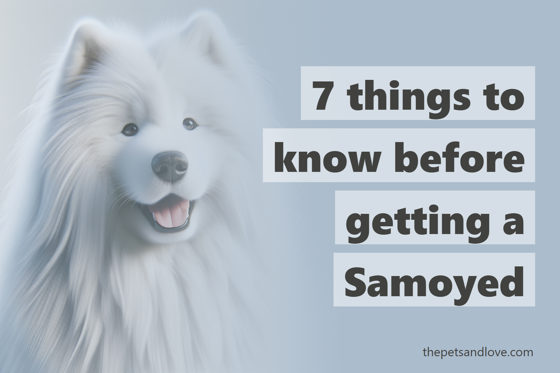 7 things to know before getting a Samoyed