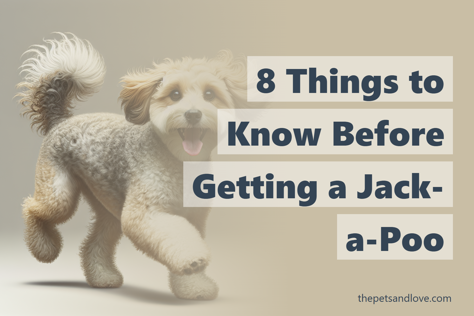 8 Things to Know Before Getting a Jack-a-Poo
