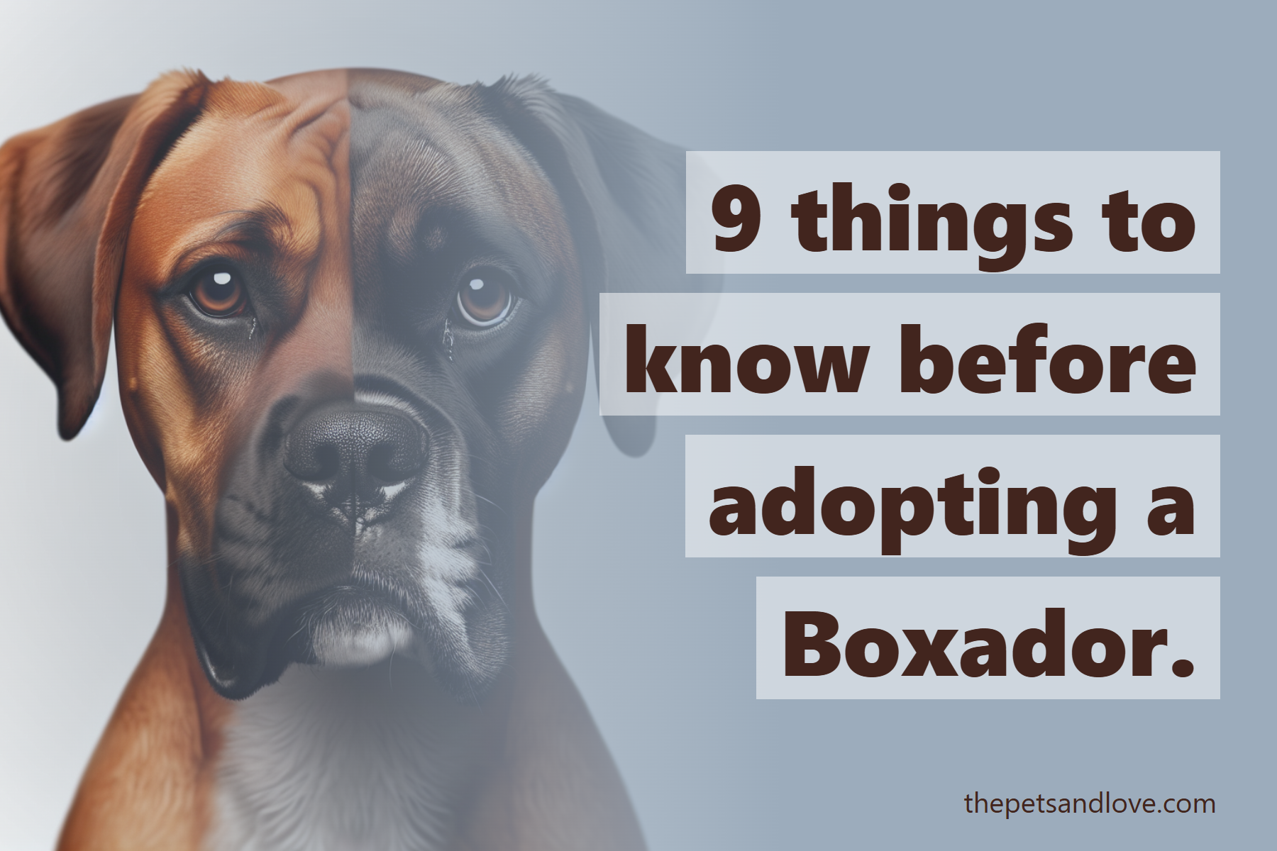 9 things to know before adopting a Boxador.