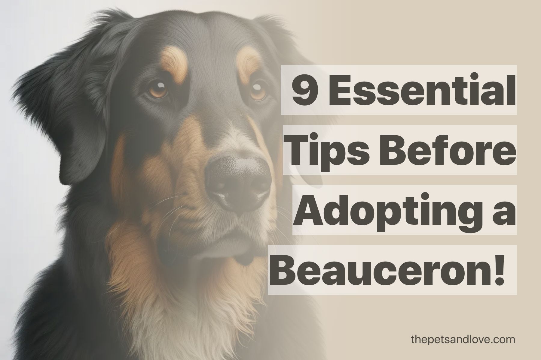 What You Should Know Before Getting a Beauceron Dog