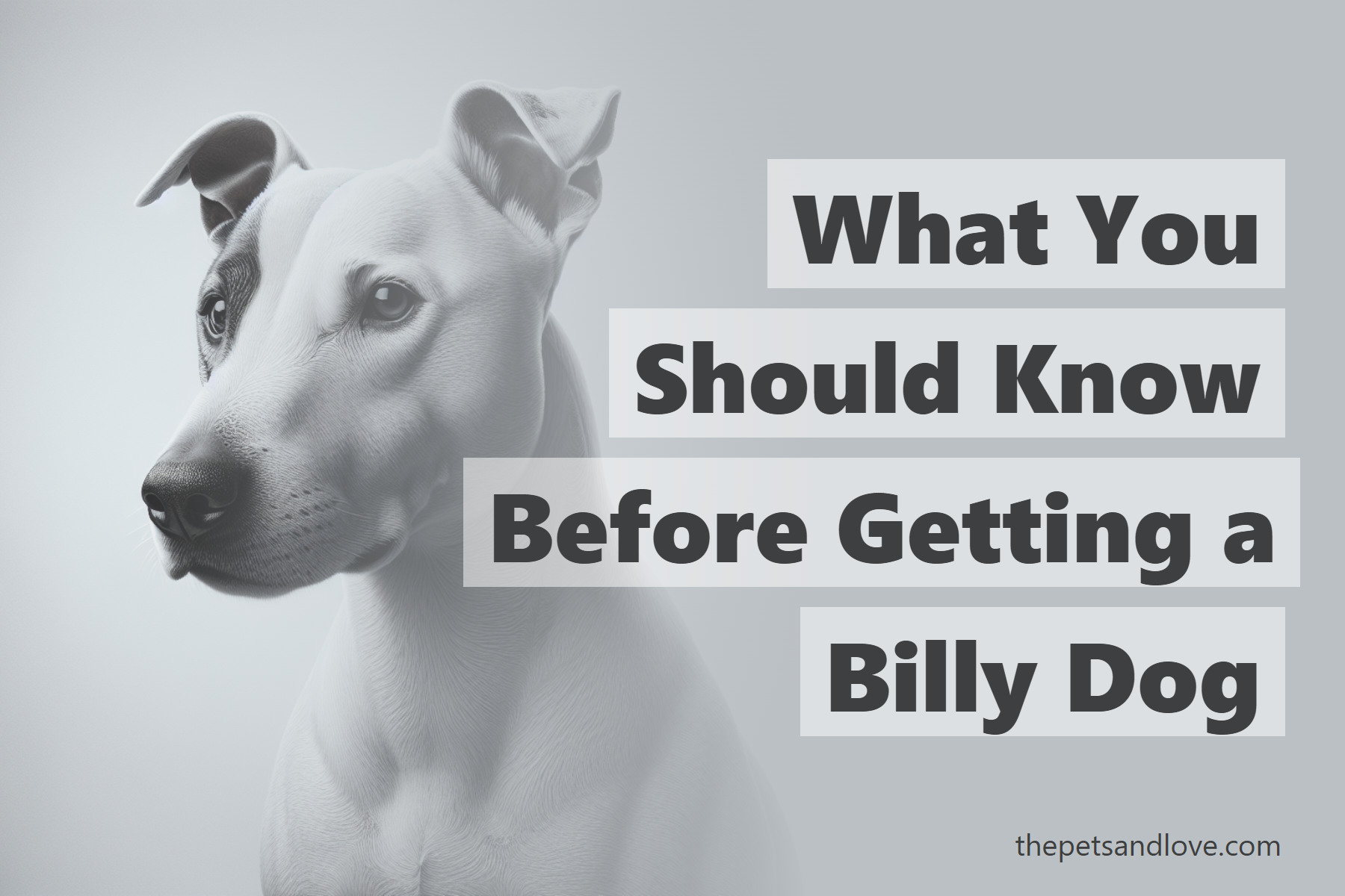 What You Should Know Before Getting a Billy Dog