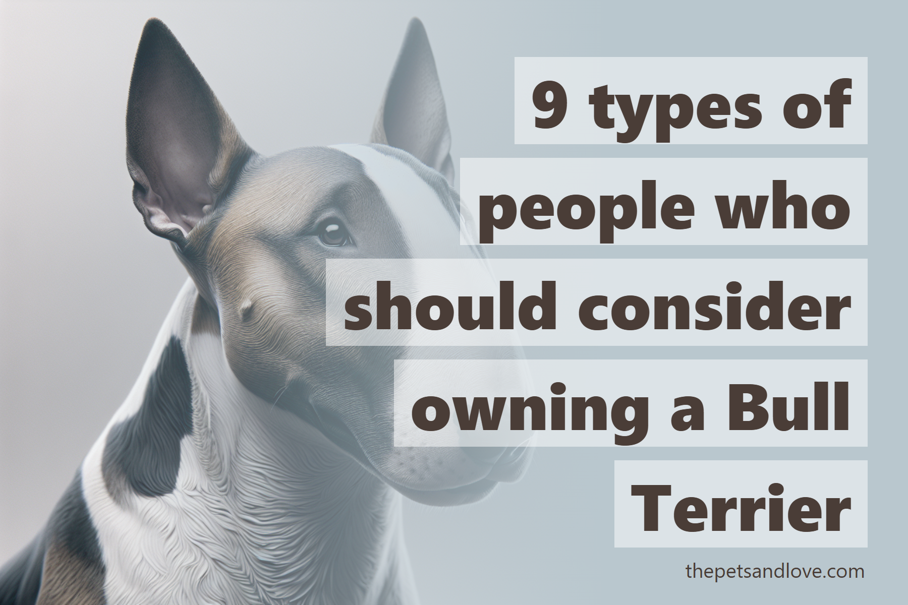 9 types of people who should consider owning a Bull Terrier