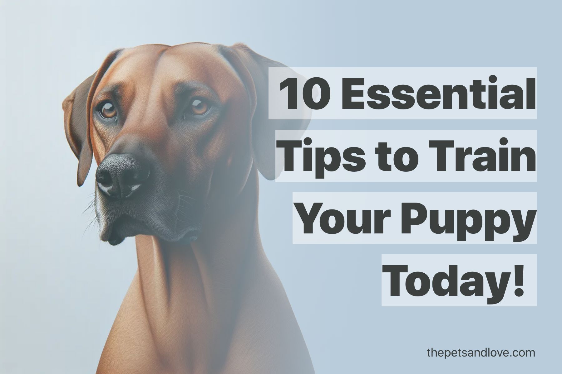 10 Most Effective Tips for Properly Training Your Rhodesian Ridgeback