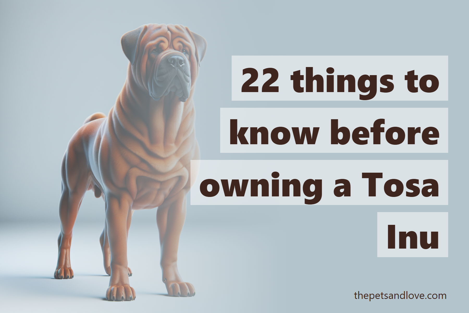 22 things to know before owning a Tosa Inu