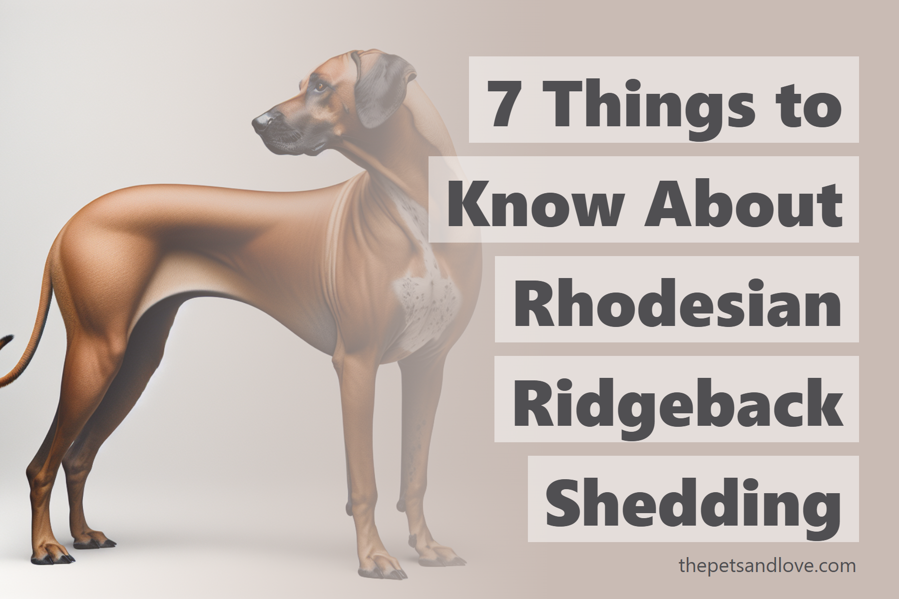 7 Things to Know About Rhodesian Ridgeback Shedding