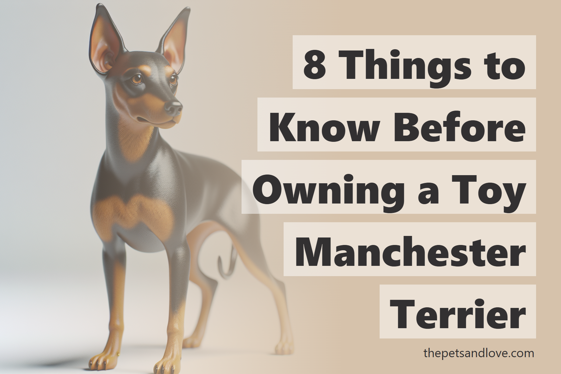 8 Things to Know Before Owning a Toy Manchester Terrier
