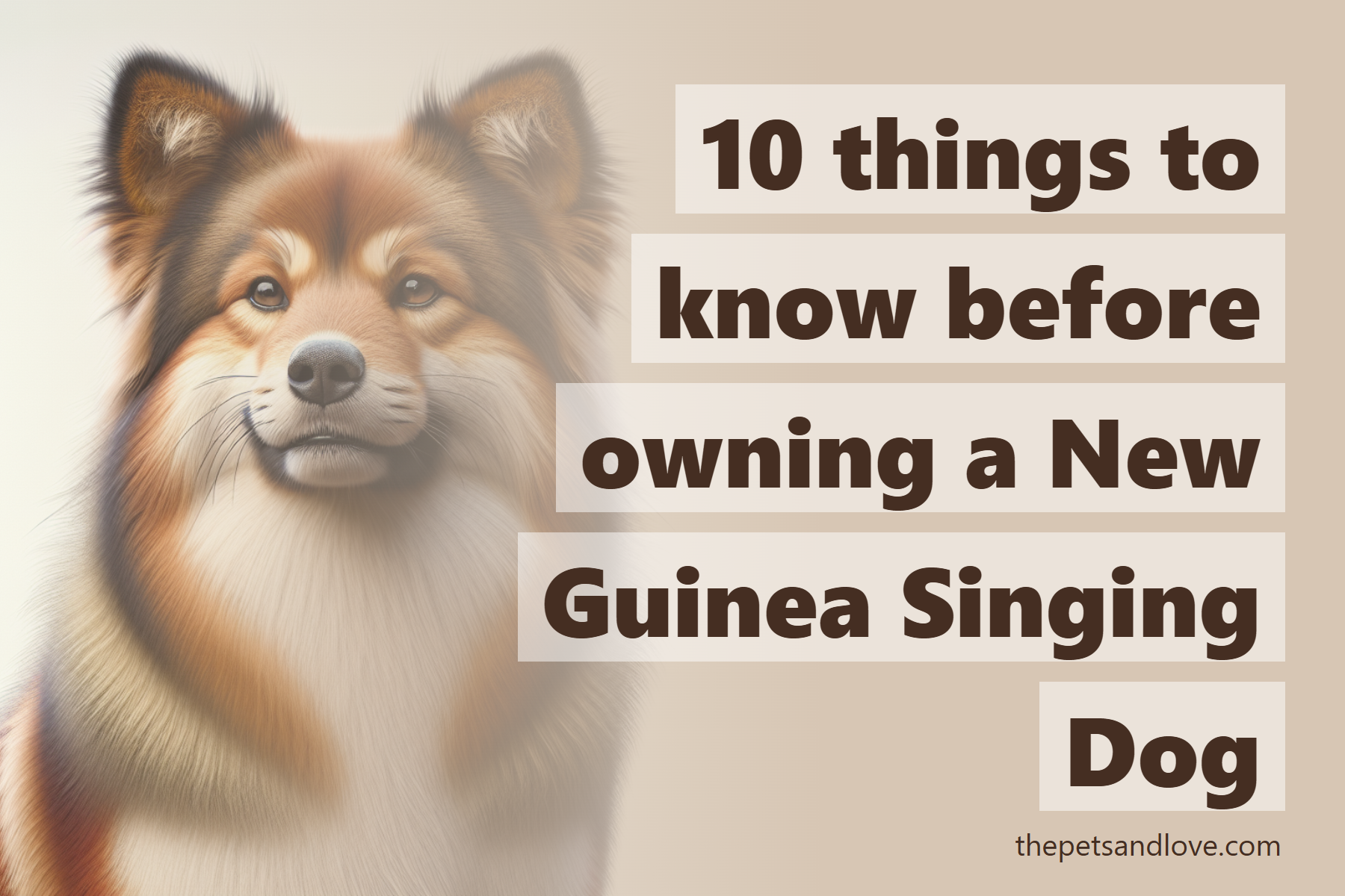 10 things to know before owning a New Guinea Singing Dog