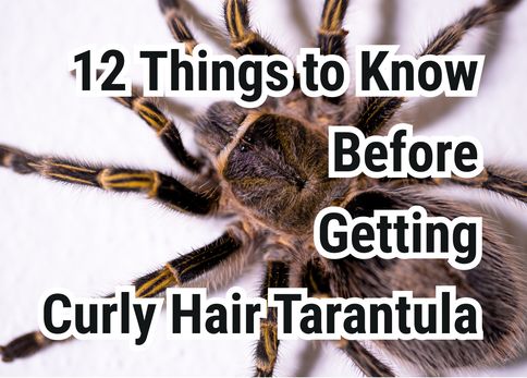 Important things to know before introducing Java Moss into your aquarium