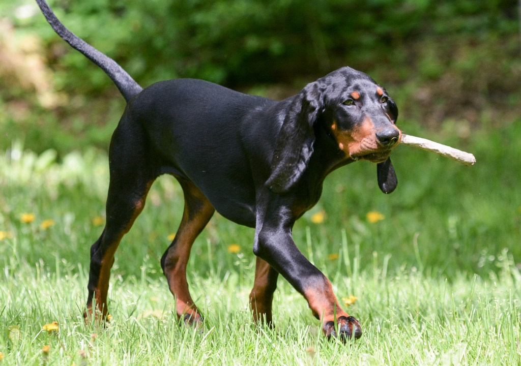 Is a Black and Tan Coonhound Right for You?