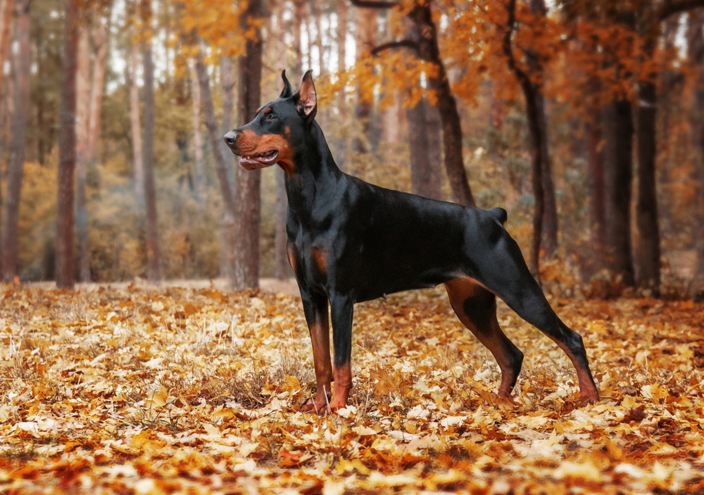 Is a Doberman Pinscher Right for You?