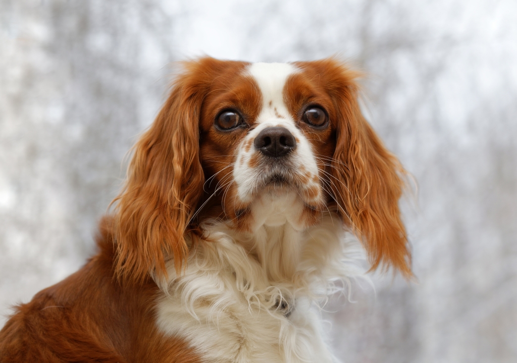 Is an English Toy Spaniel Right for You?