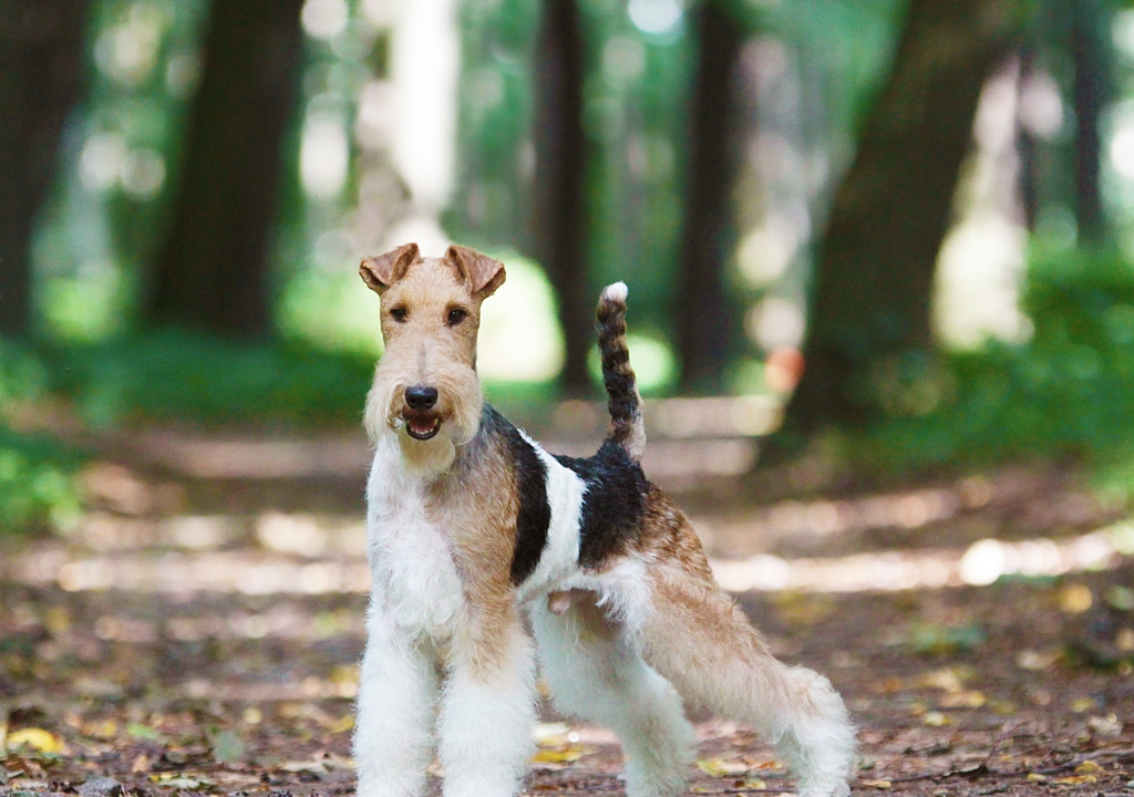 Is a Fox Terrier Right for You?