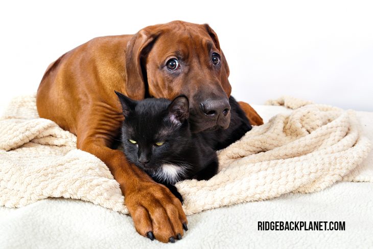 Are Rhodesian Ridgebacks a good choice for a family? - The Pets and Love