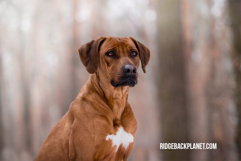 Are Rhodesian Ridgebacks Dangerous? - The Pets and Love