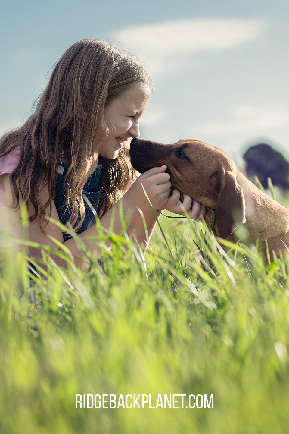 Are Rhodesian Ridgebacks a good choice for a family? - The Pets and Love