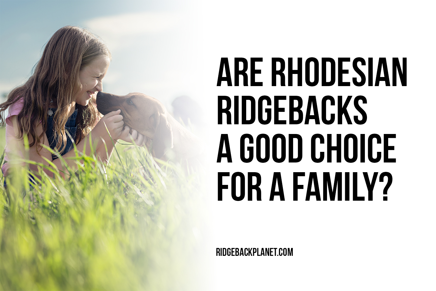 Are Rhodesian Ridgebacks a good choice for a family? - The Pets and Love