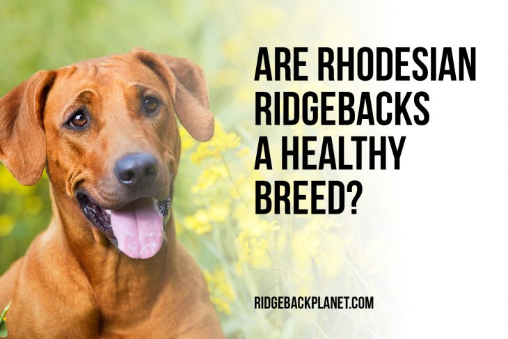 Are Rhodesian Ridgebacks A Healthy Breed? - The Pets and Love