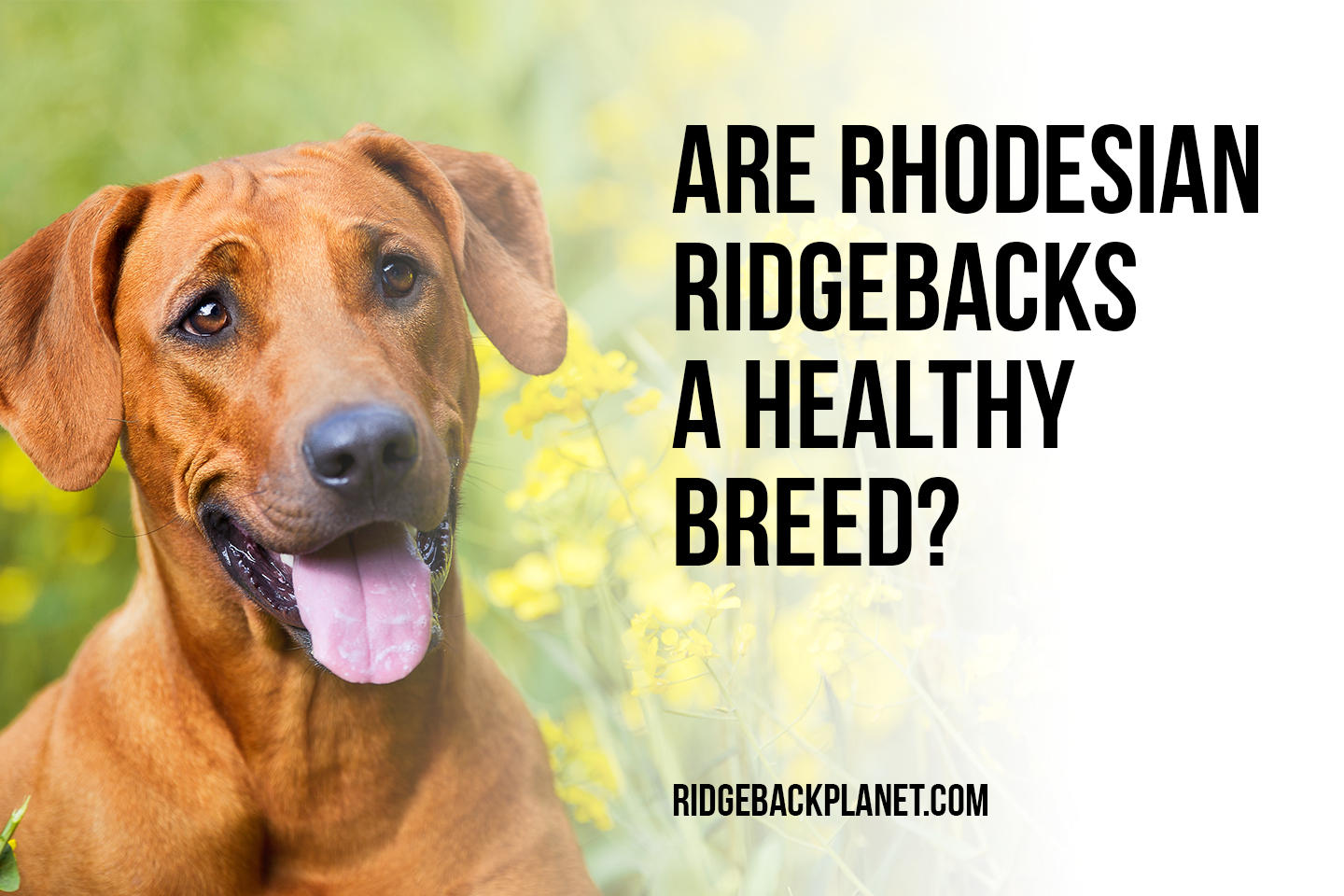 Are Rhodesian Ridgebacks A Healthy Breed? - The Pets and Love