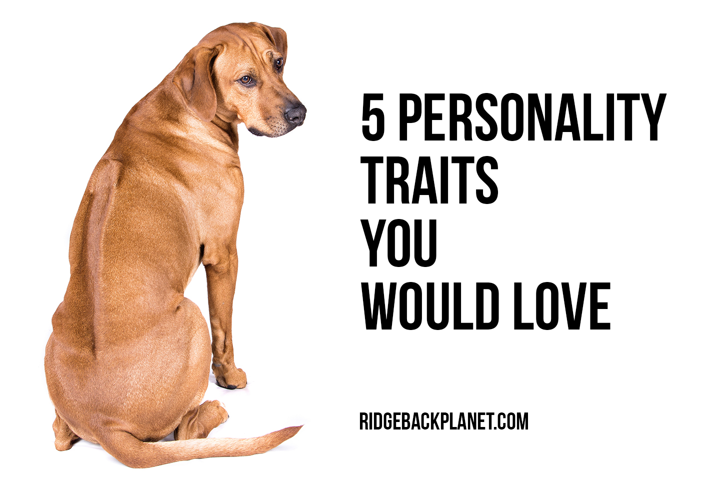 Rhodesian Ridgeback 5 personality traits you would love - The Pets and Love