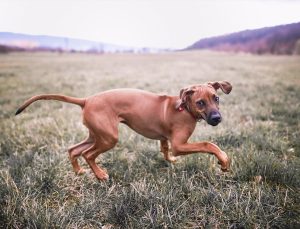 Rhodesian Ridgeback 5 personality traits you would love - The Pets and Love