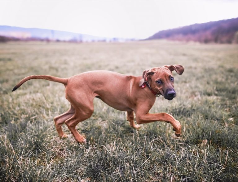 Rhodesian Ridgeback 5 personality traits you would love - The Pets and Love