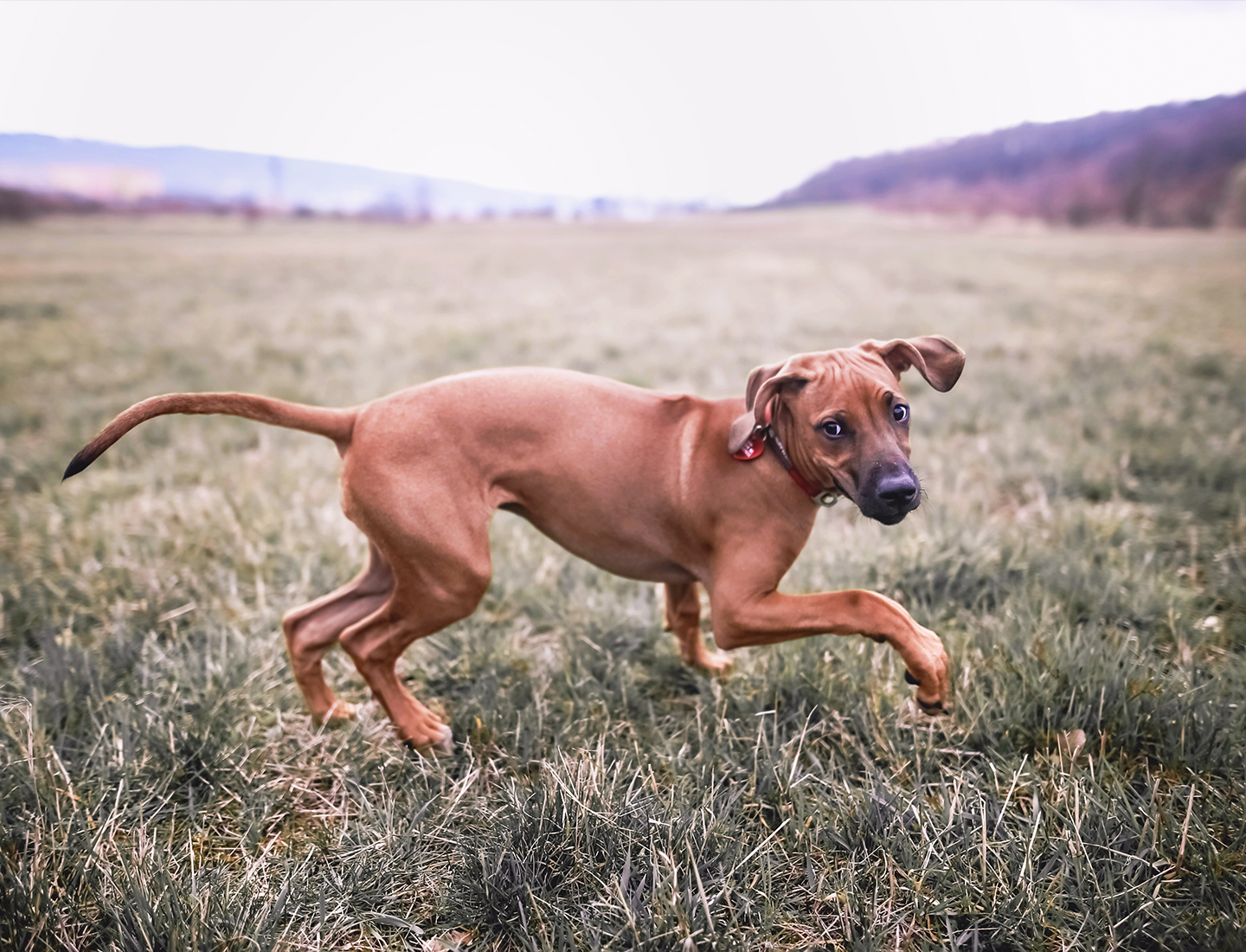 Rhodesian Ridgeback 5 personality traits you would love - The Pets and Love