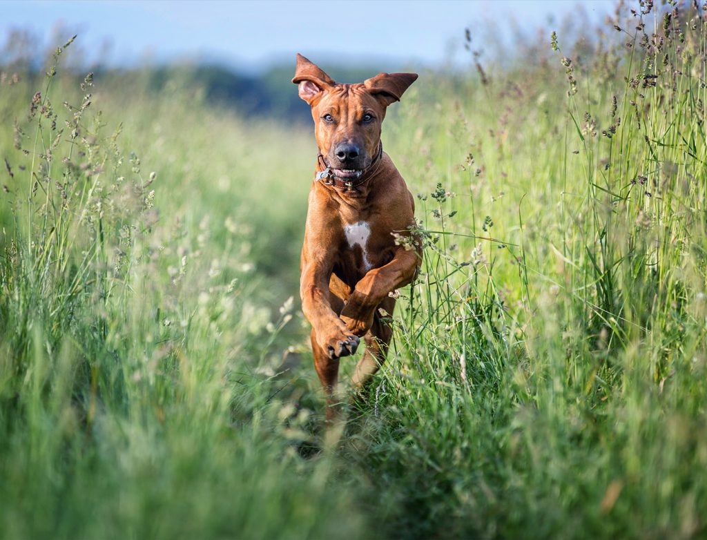 Are Rhodesian Ridgeback intelligent?