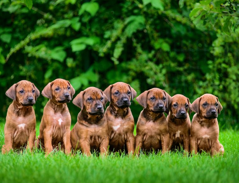 Rhodesian Ridgeback 5 personality traits you would love - The Pets and Love