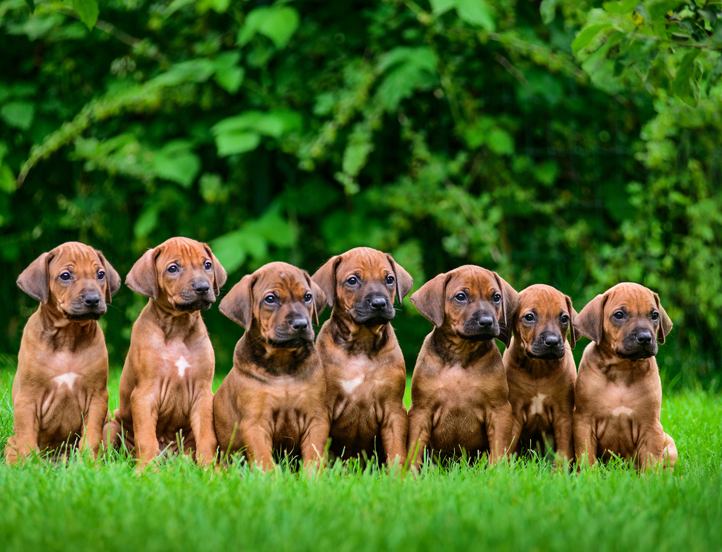 Rhodesian Ridgeback 5 personality traits you would love - The Pets and Love