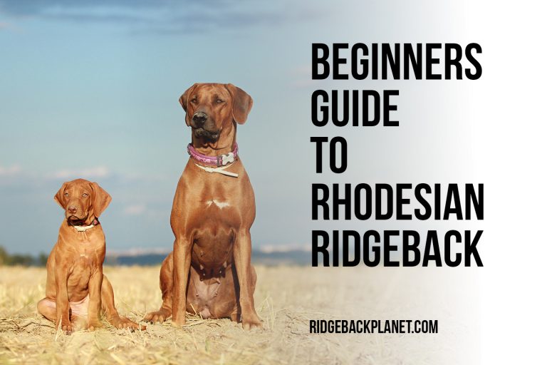 Rhodesian Ridgeback Begginner. Helpful illustrated guide. - The Pets ...