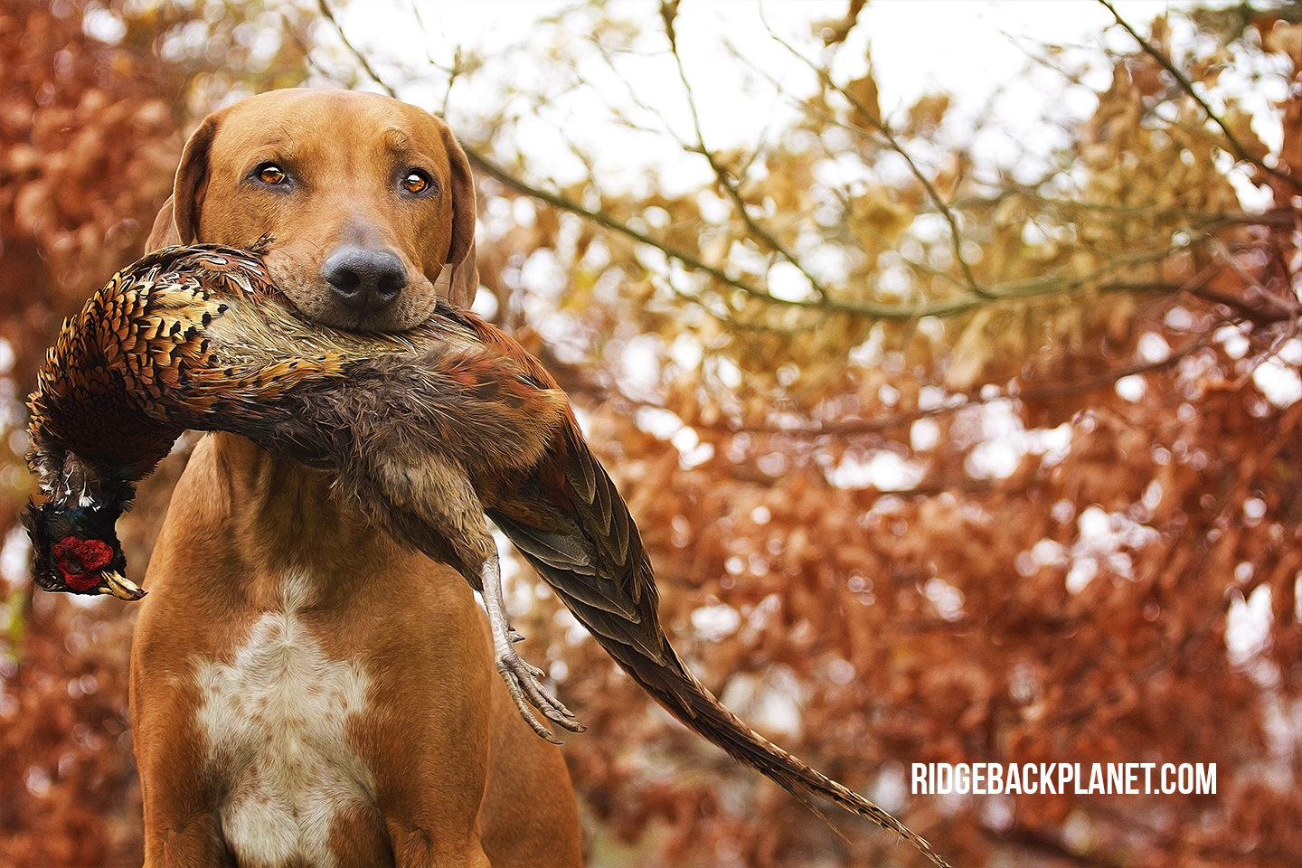 Rhodesian Ridgeback Begginner. Helpful illustrated guide. - The Pets ...