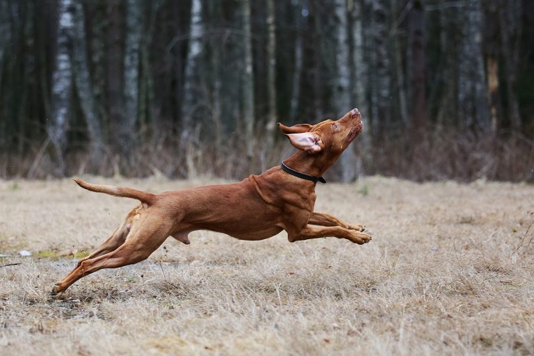 6 most common Ridgeback behavior problems and how to deal with them ...