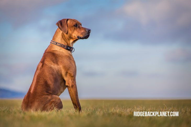 Rhodesian Ridgeback Begginner. Helpful illustrated guide. - The Pets ...
