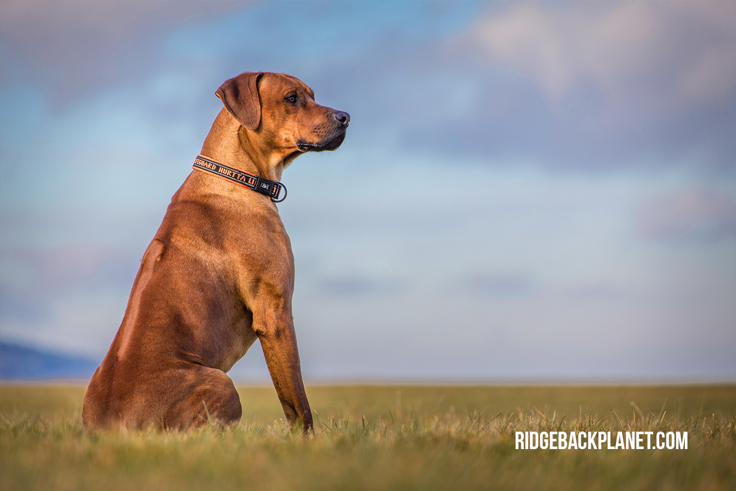 Rhodesian Ridgeback Begginner. Helpful illustrated guide. - The Pets ...
