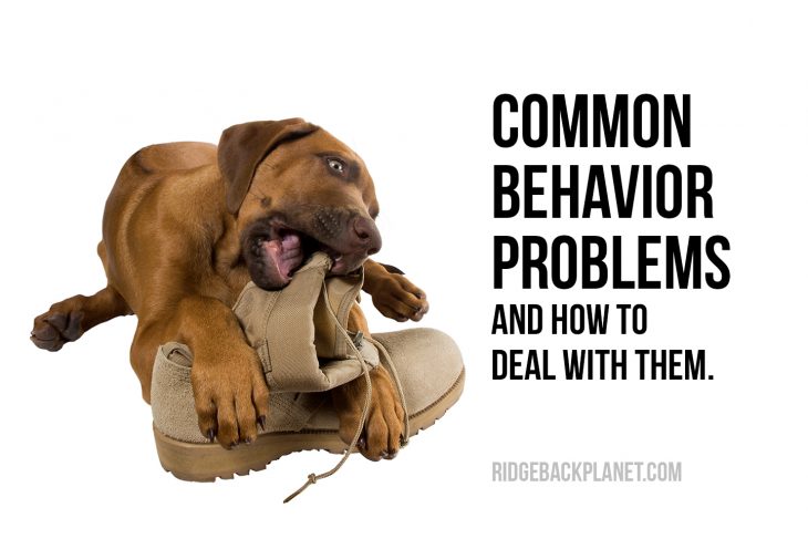 6 most common Ridgeback behavior problems and how to deal with them ...