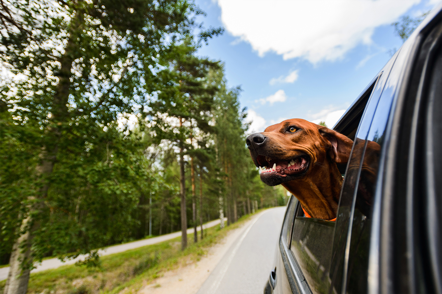 Taking your Ridgeback on holiday. Use these tips to prepare. - The Pets ...