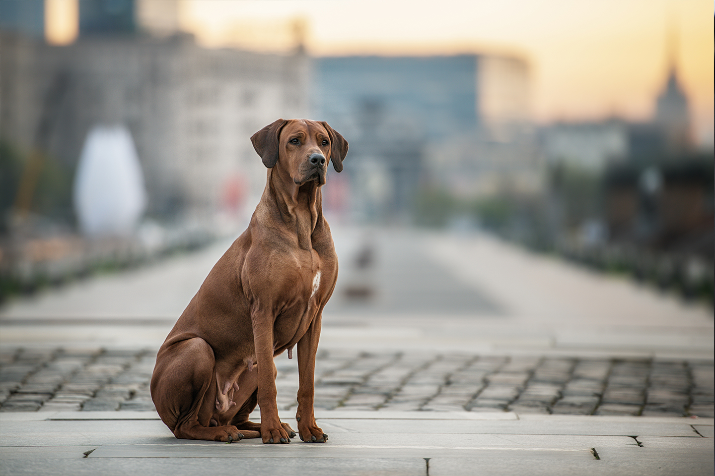 A History Of The Rhodesian Ridgeback - The Pets and Love