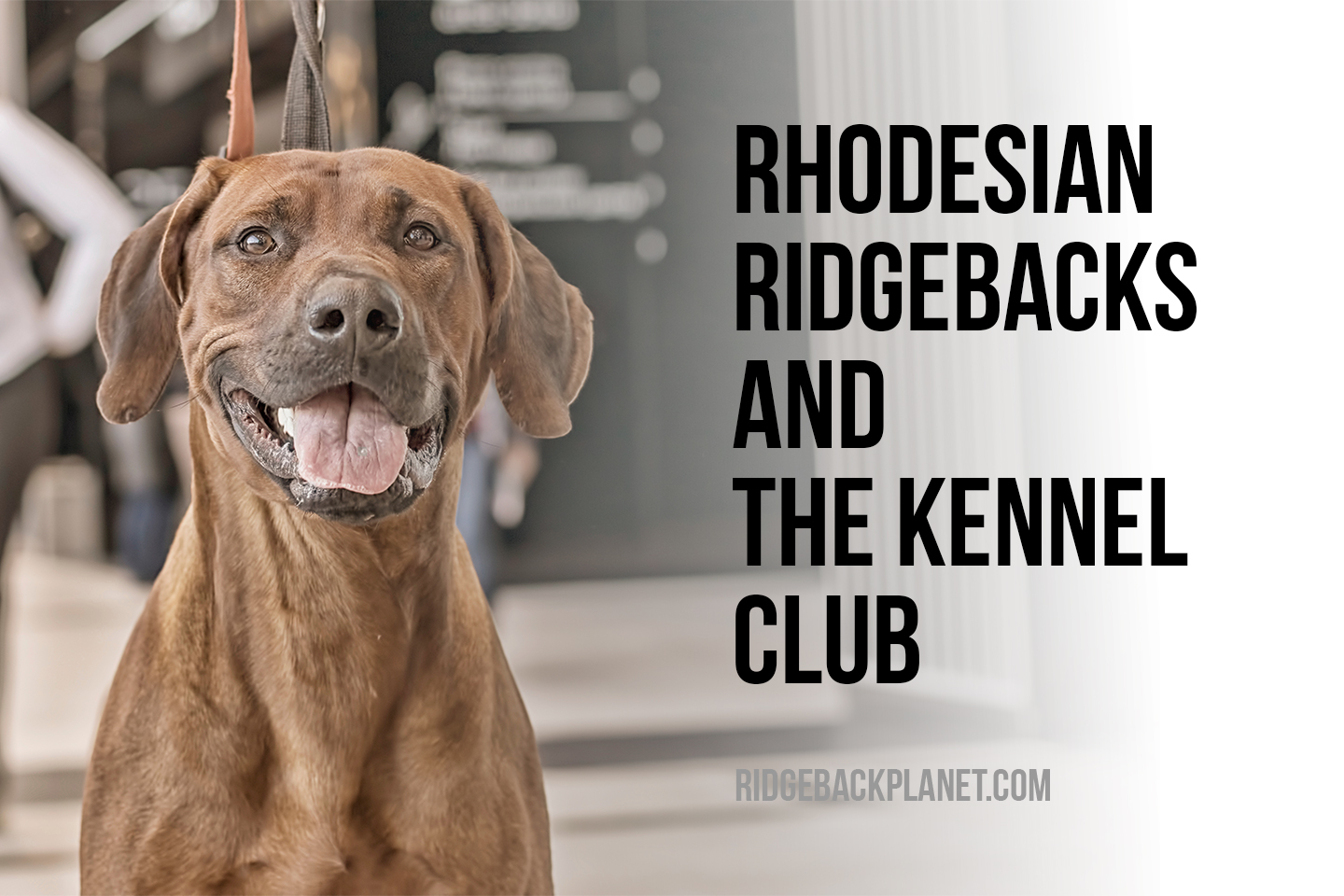 Rhodesian Ridgebacks And The Kennel Club - The Pets and Love