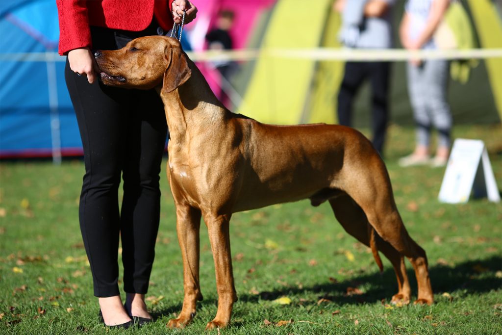5 Things to Know Before Getting a Rhodesian Ridgeback