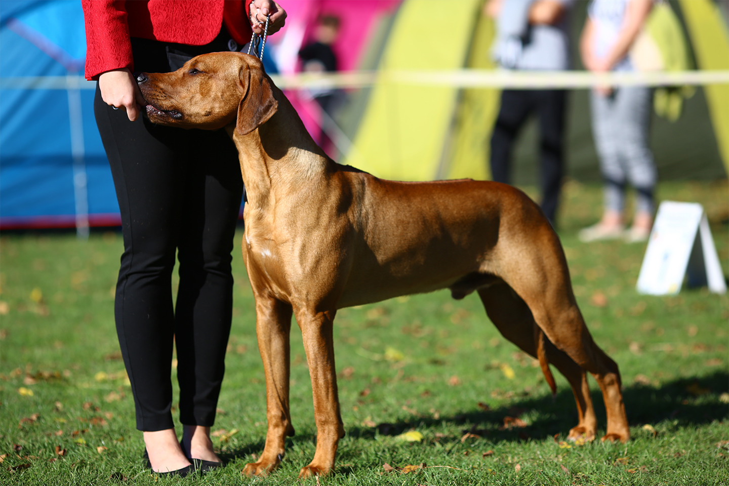 Rhodesian Ridgebacks And The Kennel Club - The Pets and Love