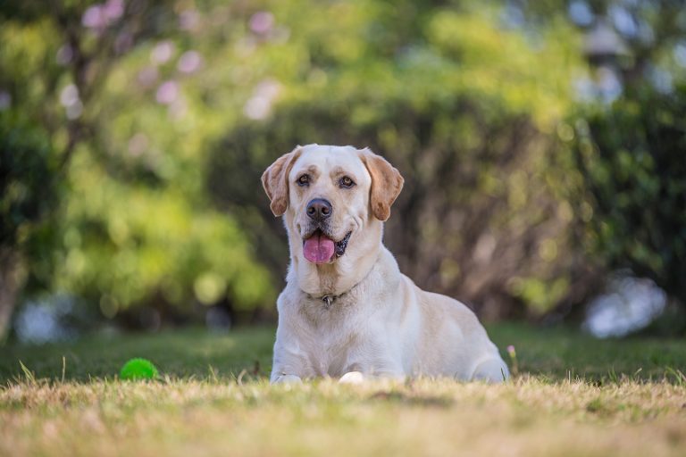 Rhodesian Ridgeback Lab Mix. Comparison. - The Pets and Love